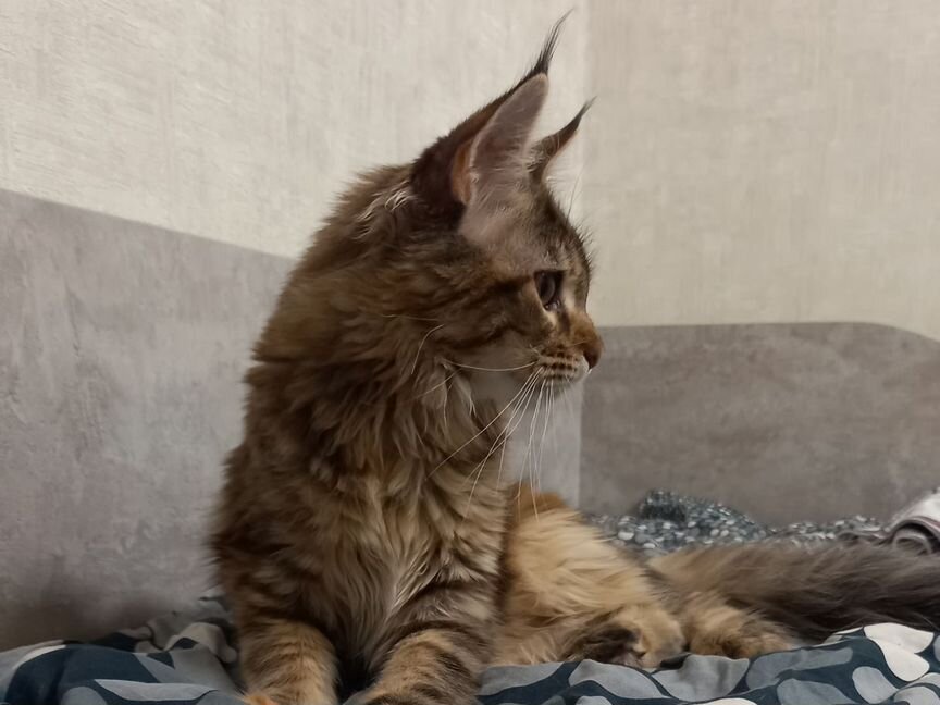 Девочка куночка