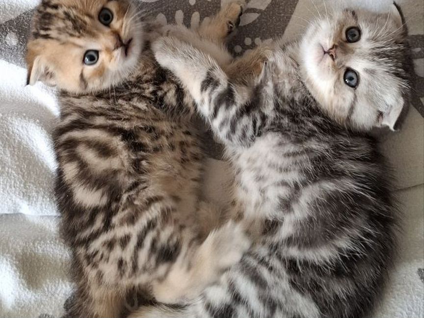 Шотландские мраморные котята