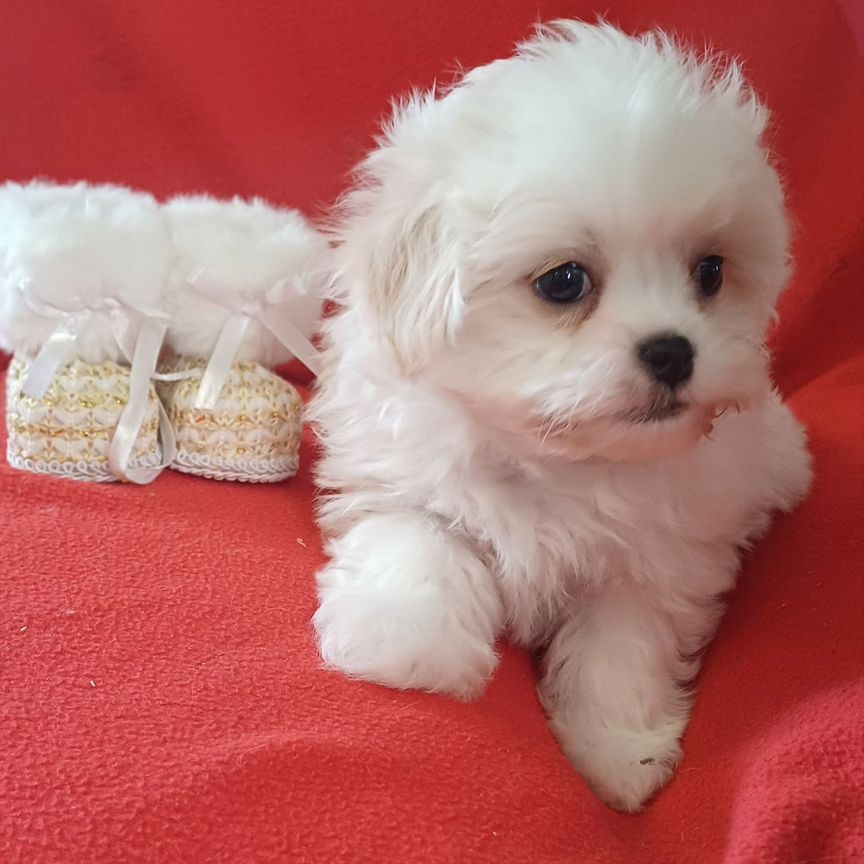 Красавчик мальтипу f1