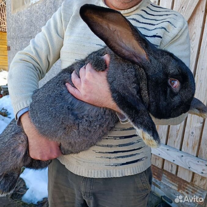 Кролики фландр ризен 9- 10 кг