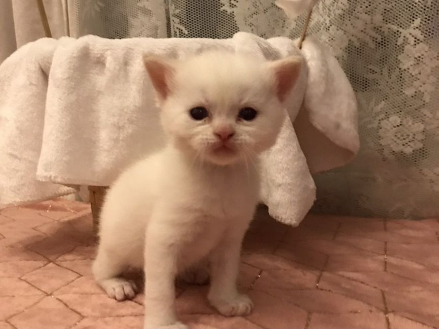 Котята