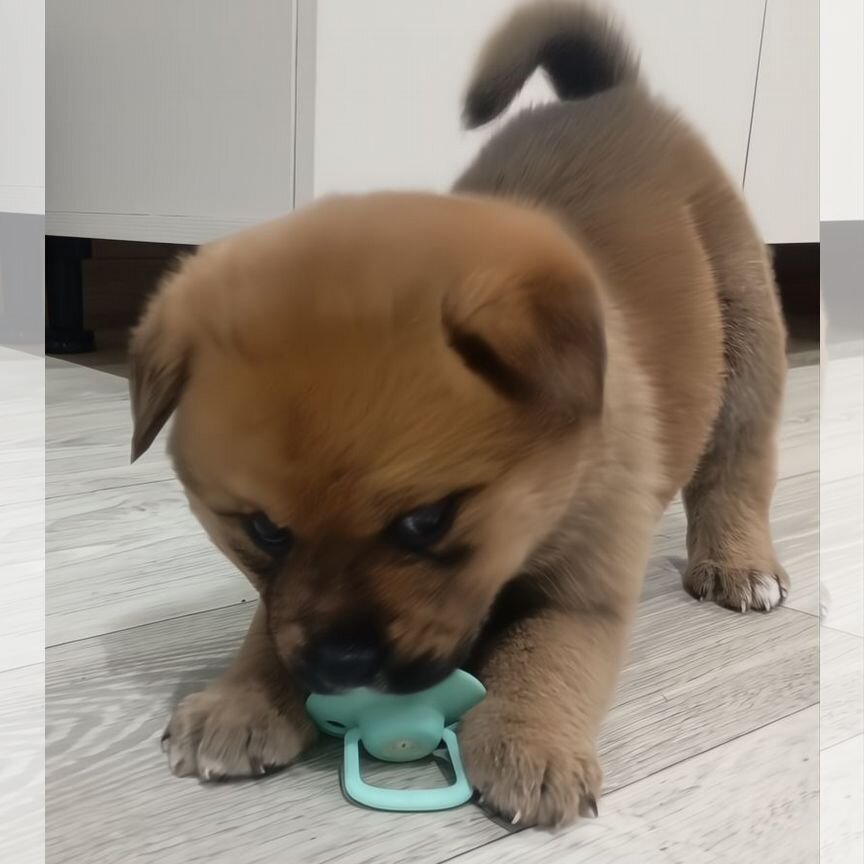 Щенок в добрые руки