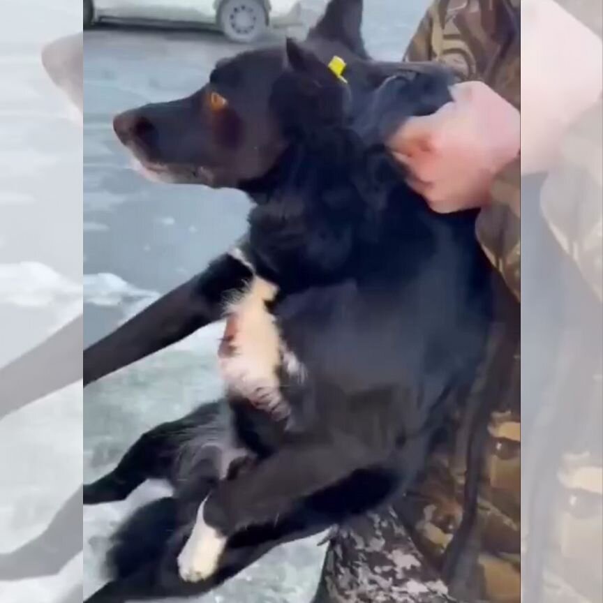 Взрослая собака в добрые руки