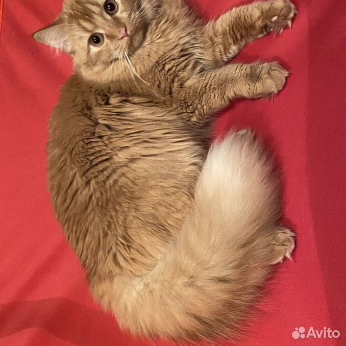 Кошка красавица Мелисса