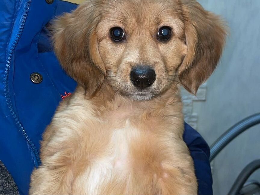 Кокер-спаниель с биглем