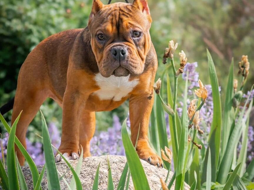 Щенок девочка американский булли