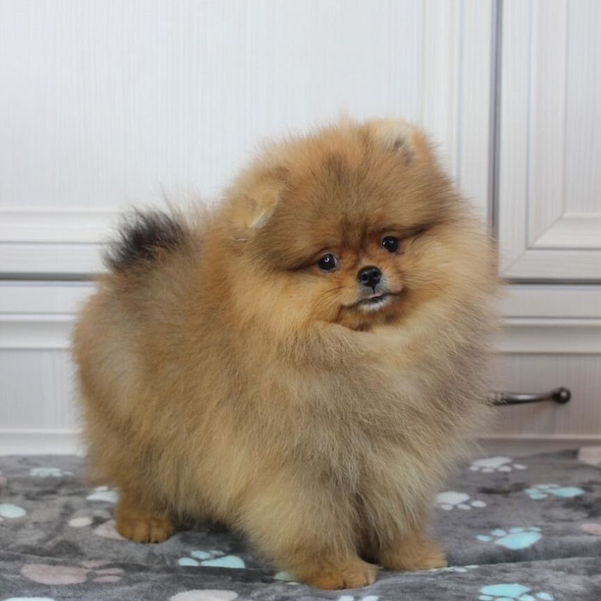 Померанский шпиц