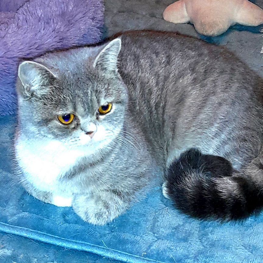 Шотландская