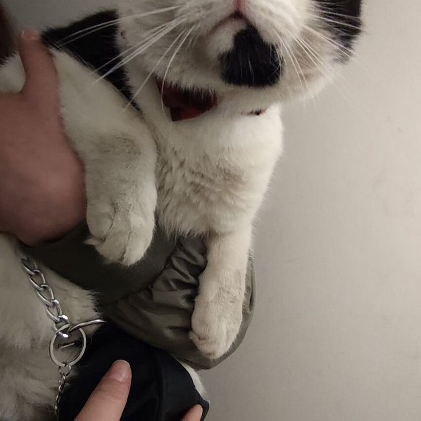 Котик в добрые руки