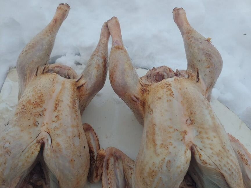 Домашняя индейка