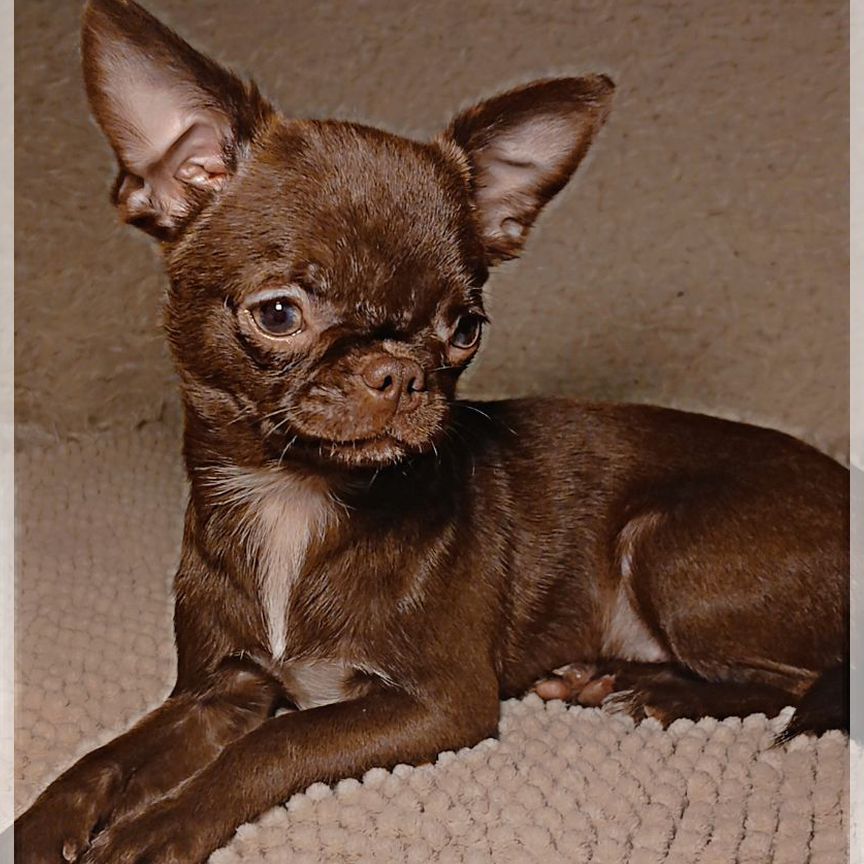 Чихуахуа, щенок