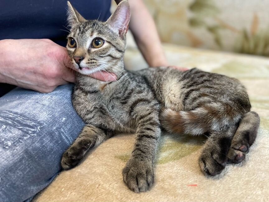 Тигрулька привита и стерилизована в дар