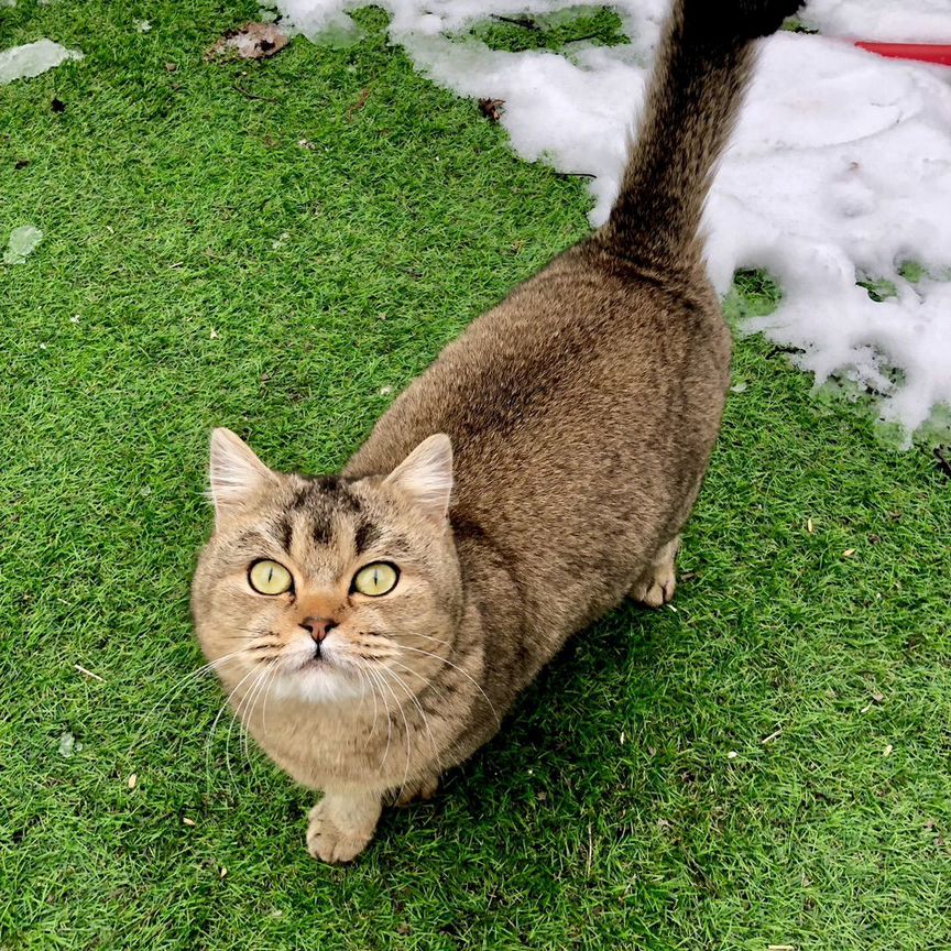 Отдам шотландскую кошку шиншилла