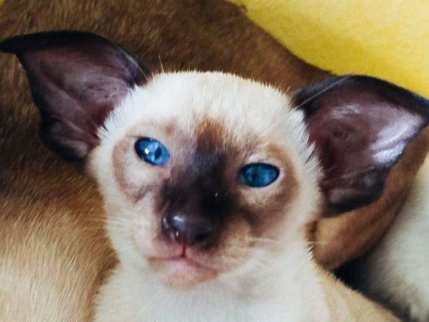 Открыта бронь на котят ориенталов/сиам