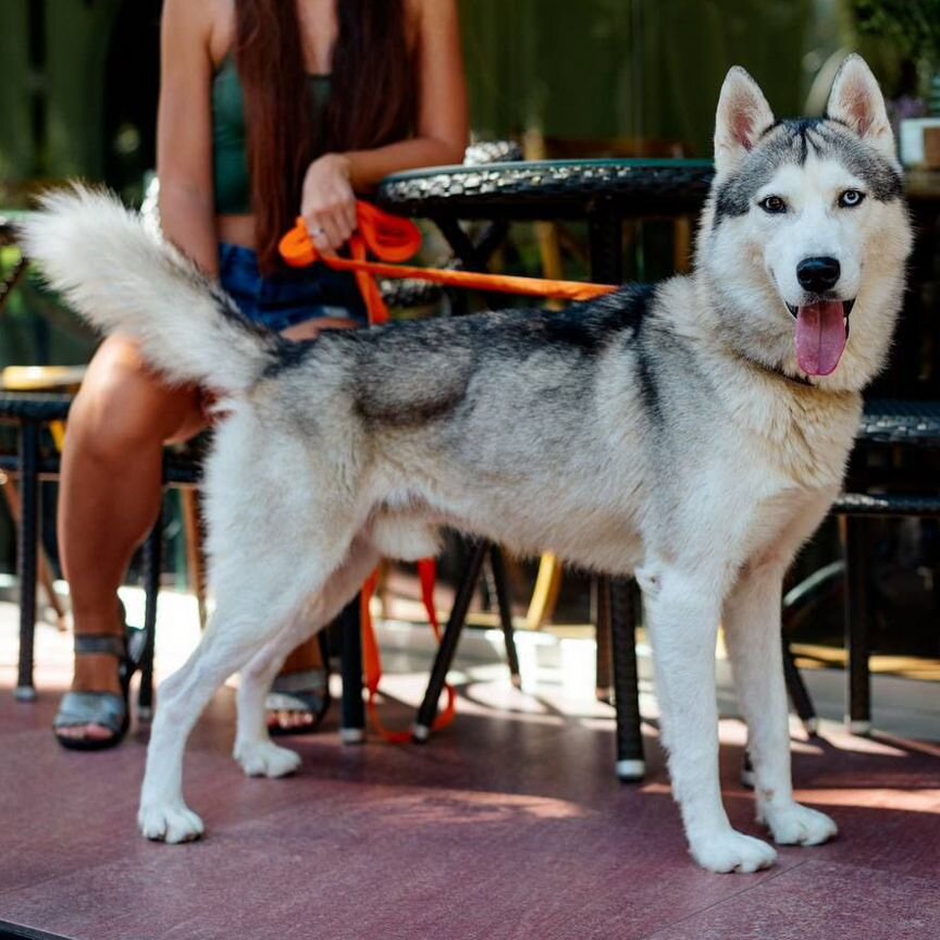 Неземной хаски Юджин собака в добрые руки