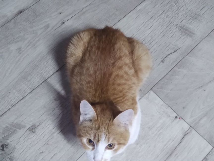 Отдам кота 1.5 года