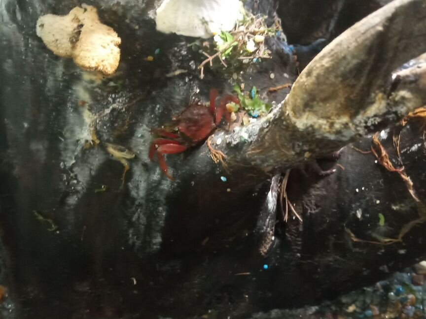 Краб вампир