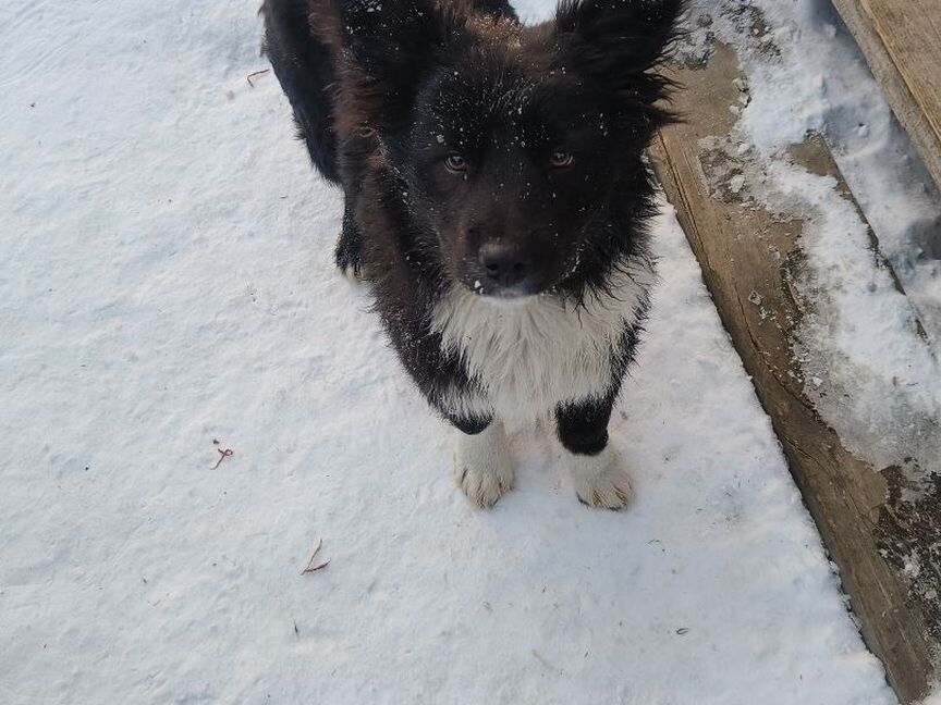 В добрые руки щенки 2 кабеля