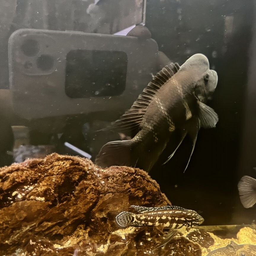 Рыба Фронтоза самец