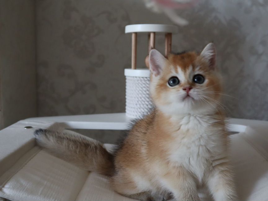 Британские котята золотая шиншилла