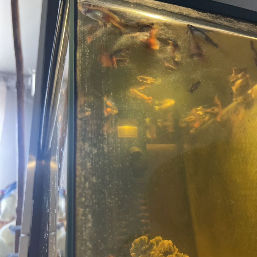 Рыбки гупешки