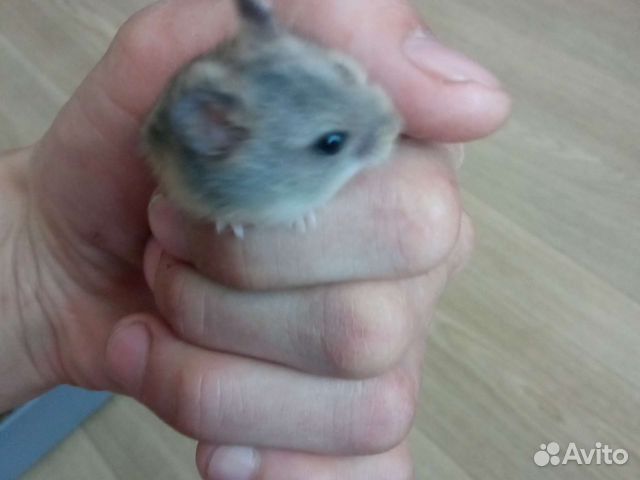 Джунгарский хомяк малыши