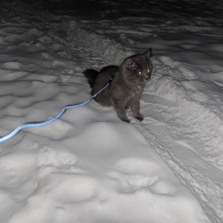 Котёнок