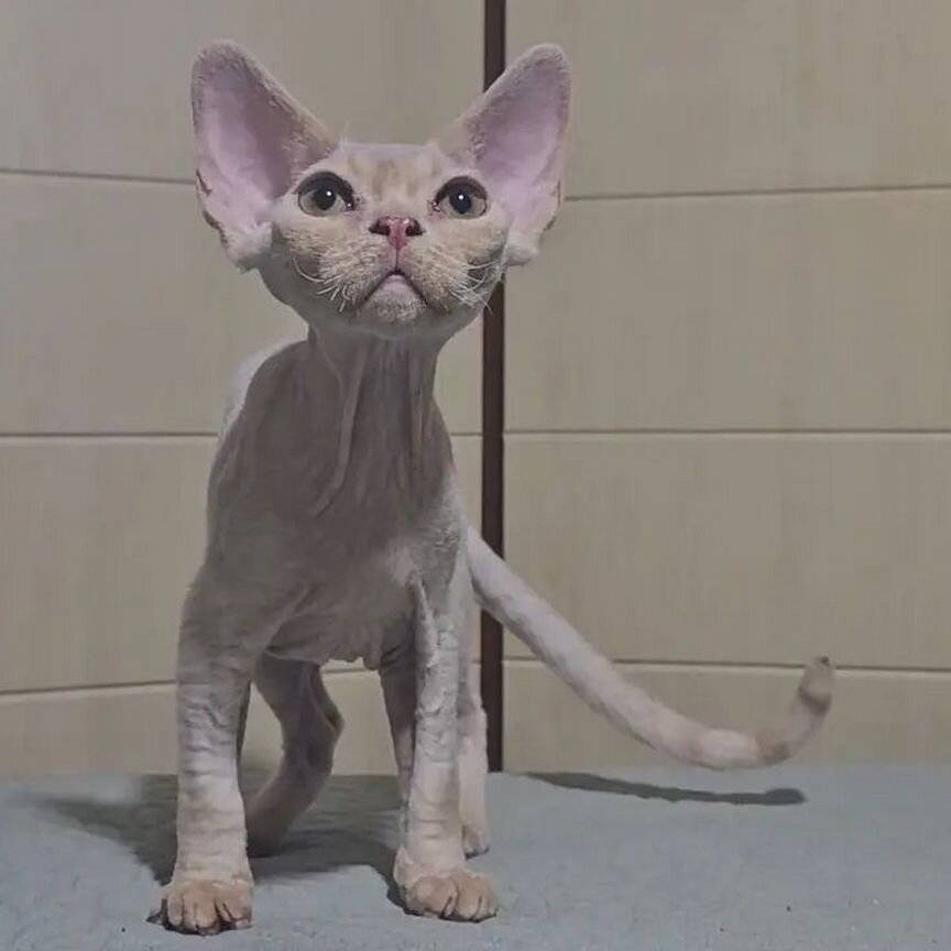 Девон-рекс котёнок