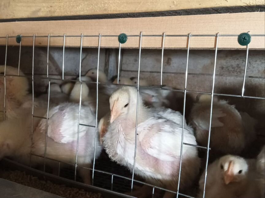 Цыплята бройлеры подрощенные