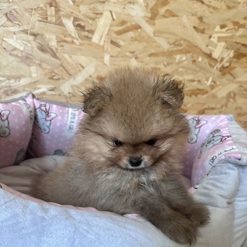 Померанский шпиц мальчик