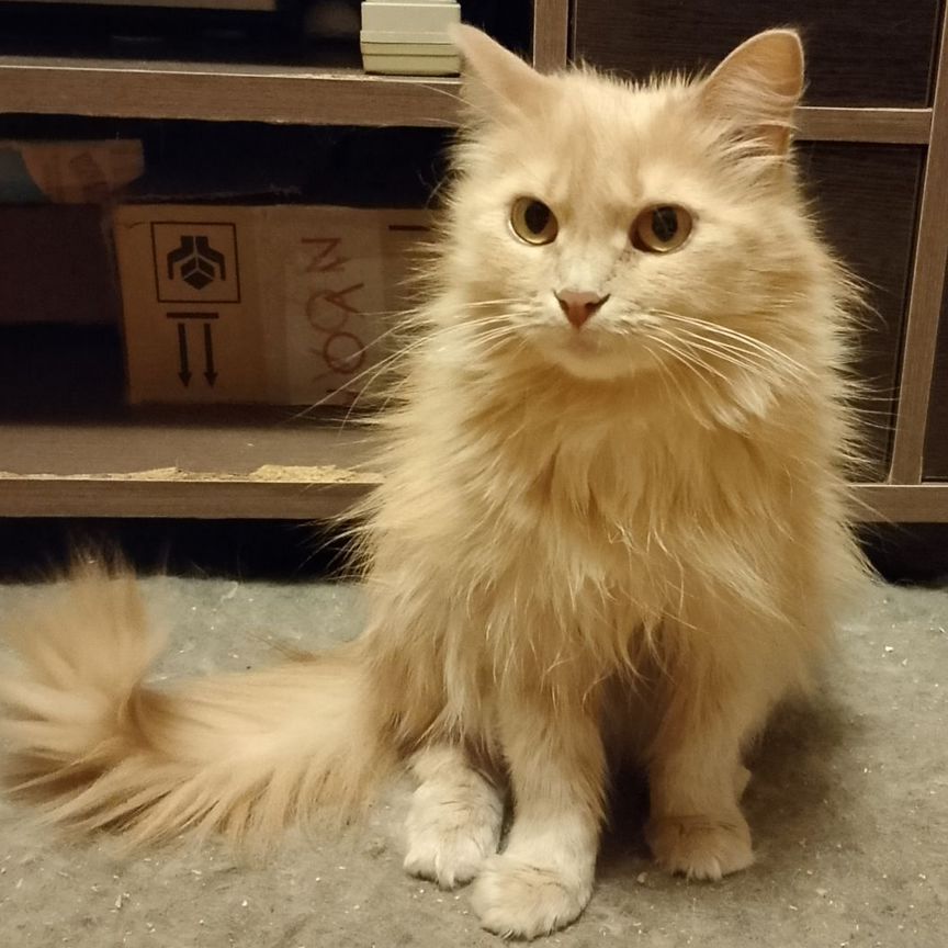 Взрослая, кошка в добрые руки