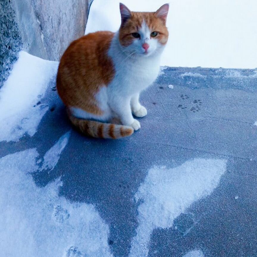 Котик Тосик