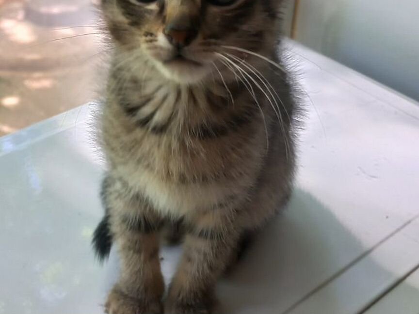 Котята в добрые руки бесплатно