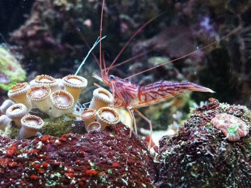 Креветки Вурдеманна