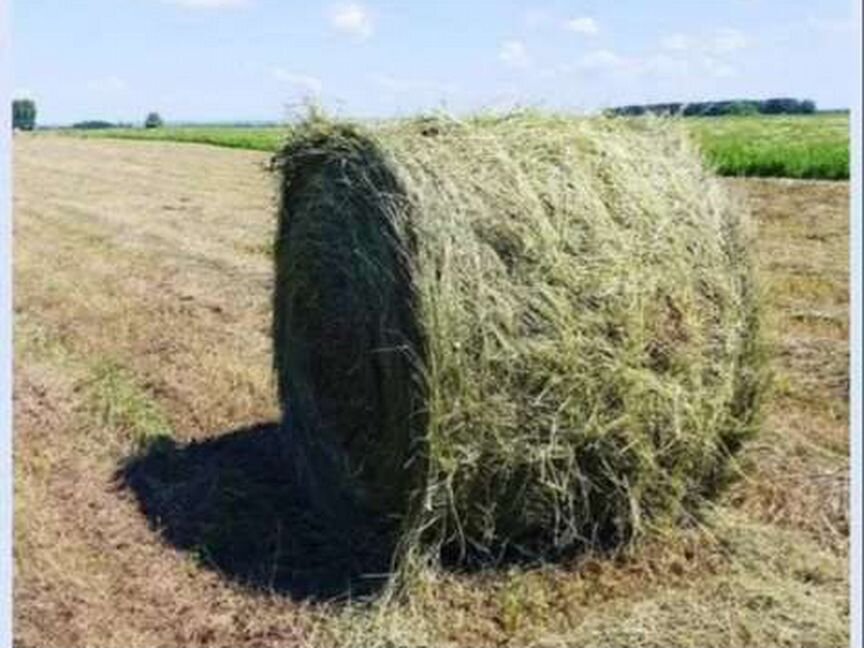 Продаю сено люцерна 2023г