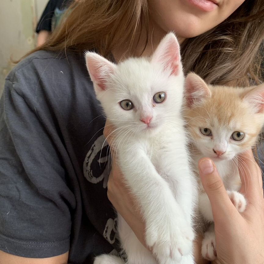 Отдам шотланских котят