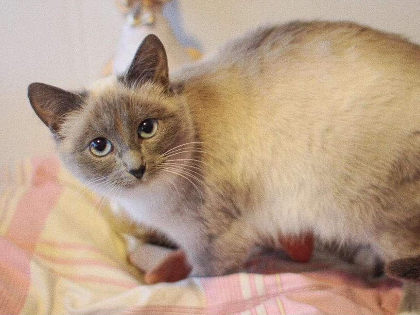 Мьянма ищет семью