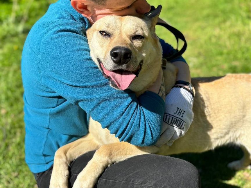 Собака в добрые руки