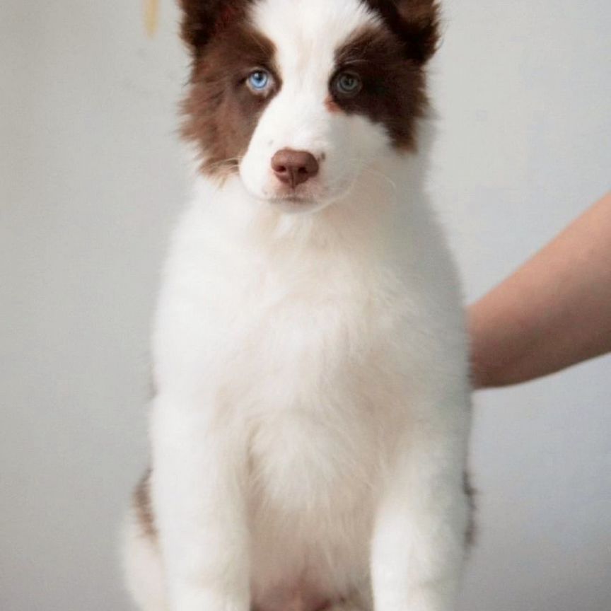 Якутская лайка