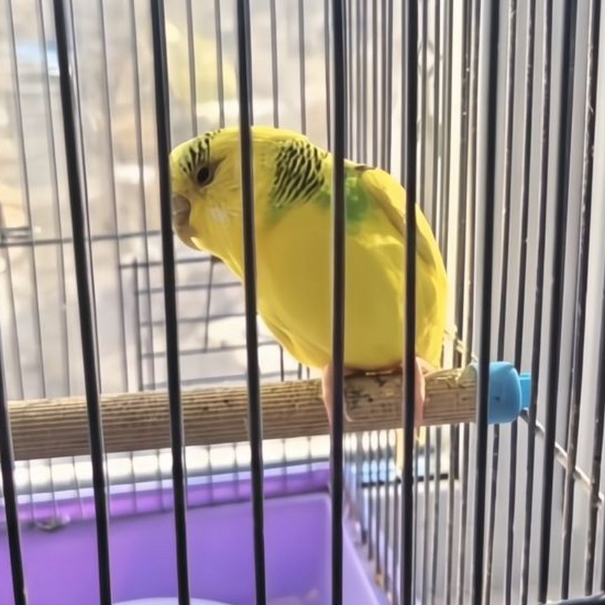 Волнистый попугай