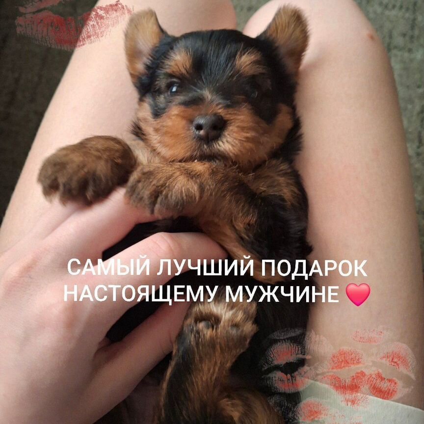 Йоркширский терьер щенки мальчик