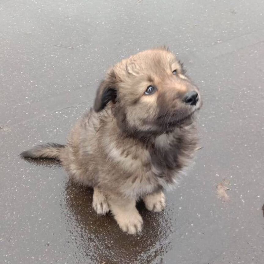 Крошку Винни бросили на улице