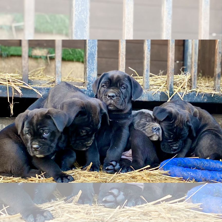 Кане-корсо, щенок