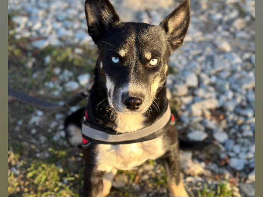 Собака с глазамм хаски в дар