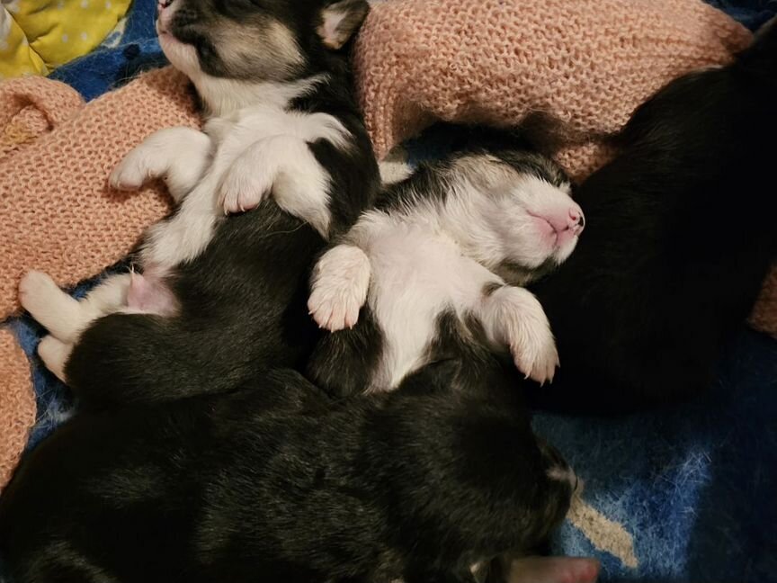 Вельш-корги пемброк мальчик