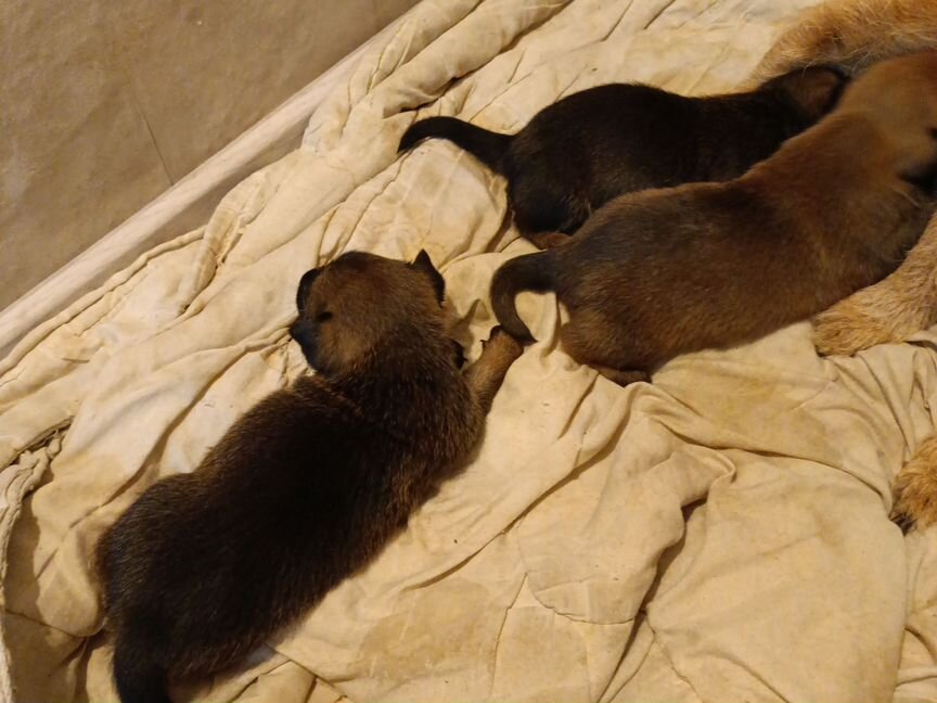 Раздам щенков