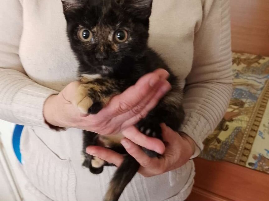 Котенку необходим дом