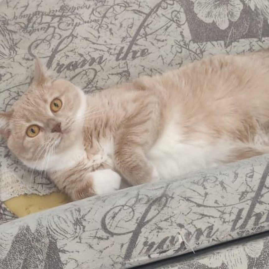 Кошка бесплатно