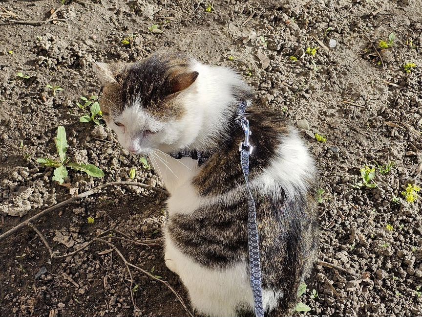 Кот Борис в добрые руки