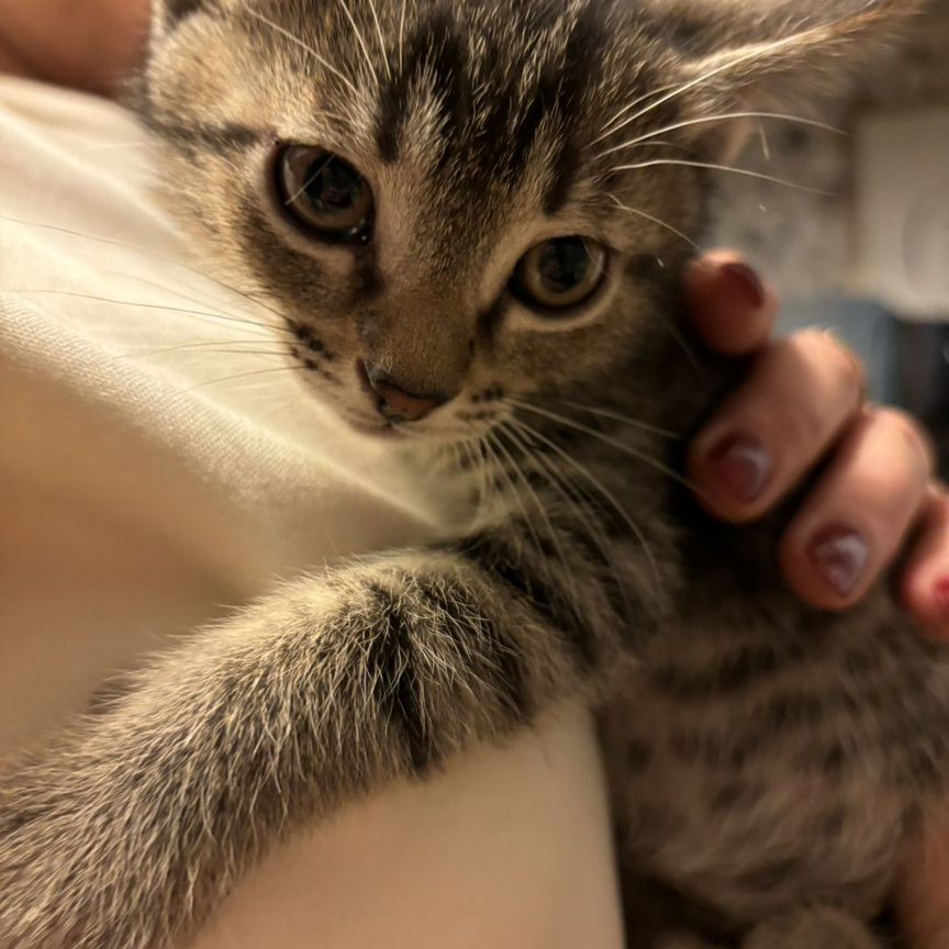 Котята бесплатно